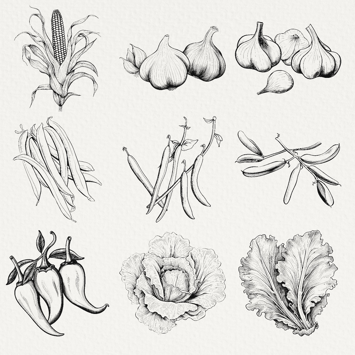 56 Vegetable Ink Drawing Clipart, Vegetable Art for Commercial Use ...