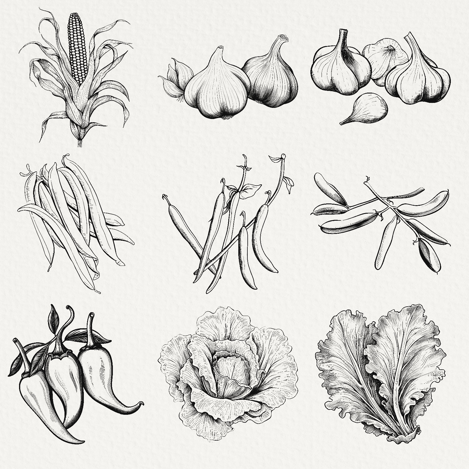 56 Vegetable Ink Drawing Clipart, Vegetable Art for Commercial Use ...