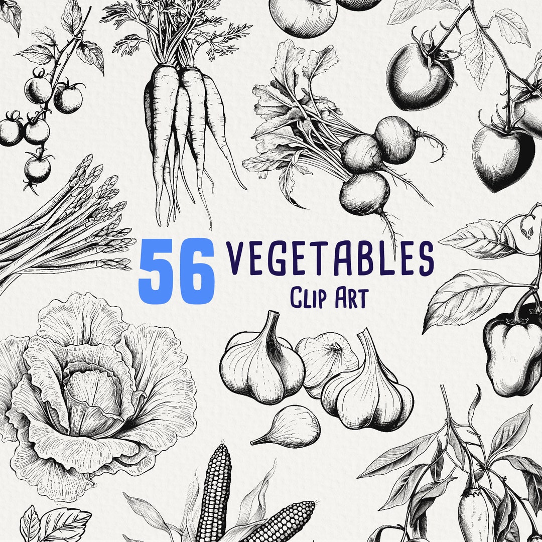 56 Vegetable Ink Drawing Clipart, Vegetable Art for Commercial Use ...