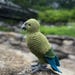 PATTERN ONLY Parrot Amigurumi Crochet Cockatoo African Grey Kea - Etsy
