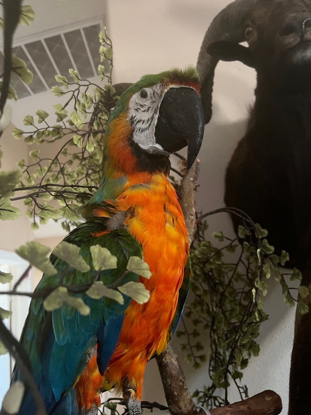 Catalina Macaw Taxidermy - Etsy
