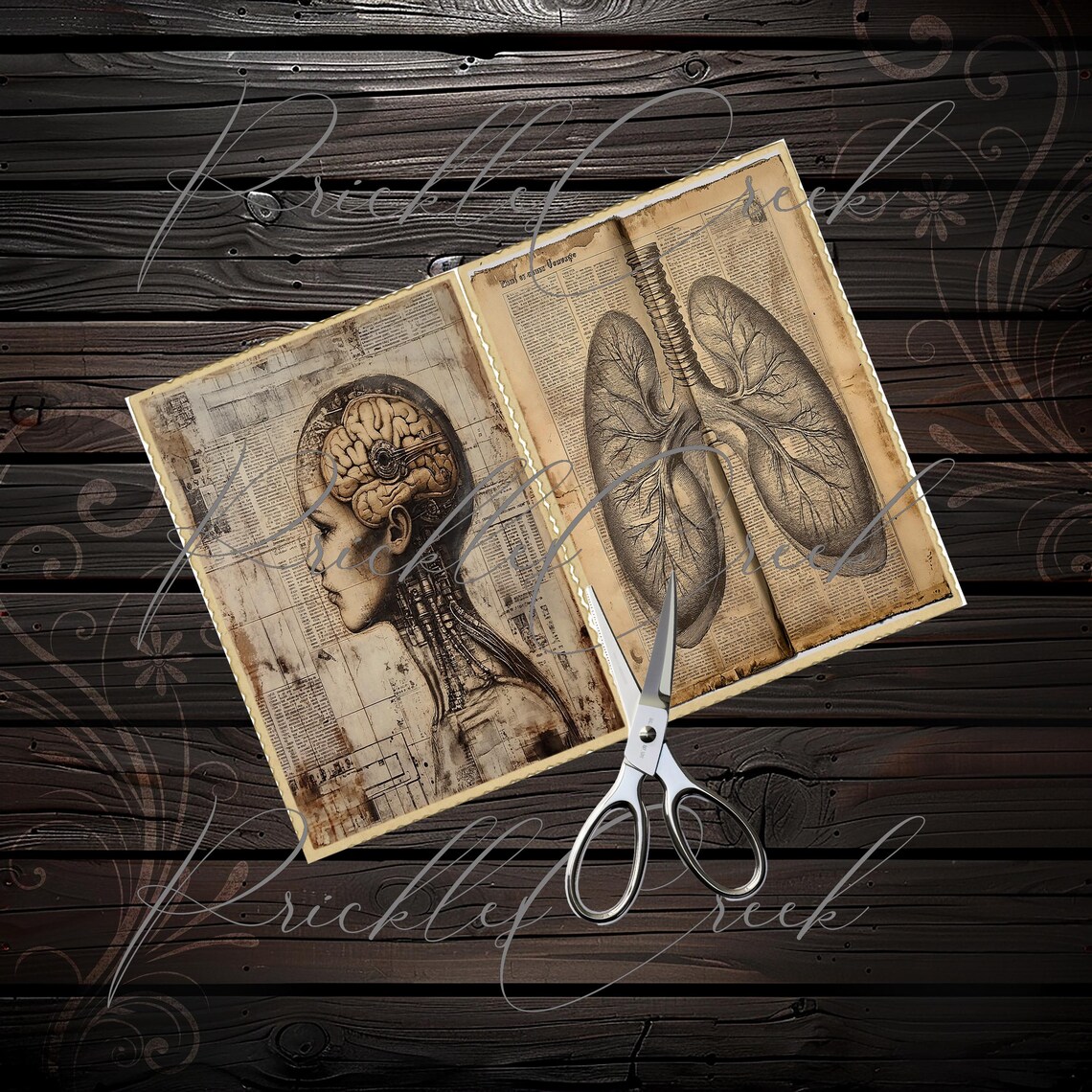 Scrapbook "old Papers - Anatomy" Printable Papers, Scrapbook ...