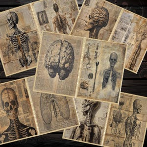 Scrapbook "old Papers - Anatomy" Printable Papers, Scrapbook ...