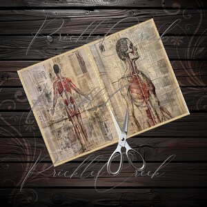 Scrapbook "old Papers - Anatomy" Printable Papers, Scrapbook ...