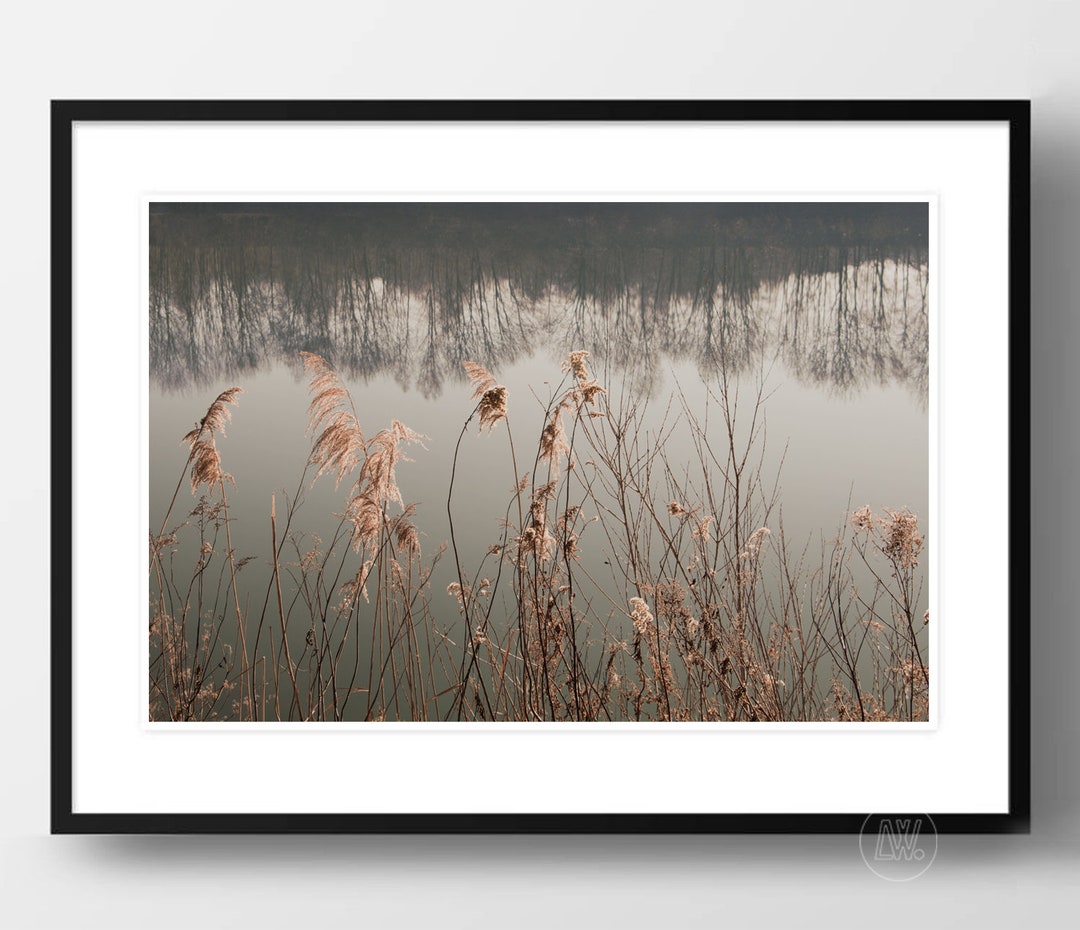Art Photography reed AND Water Photo Print Unframed or Canvas Print ...