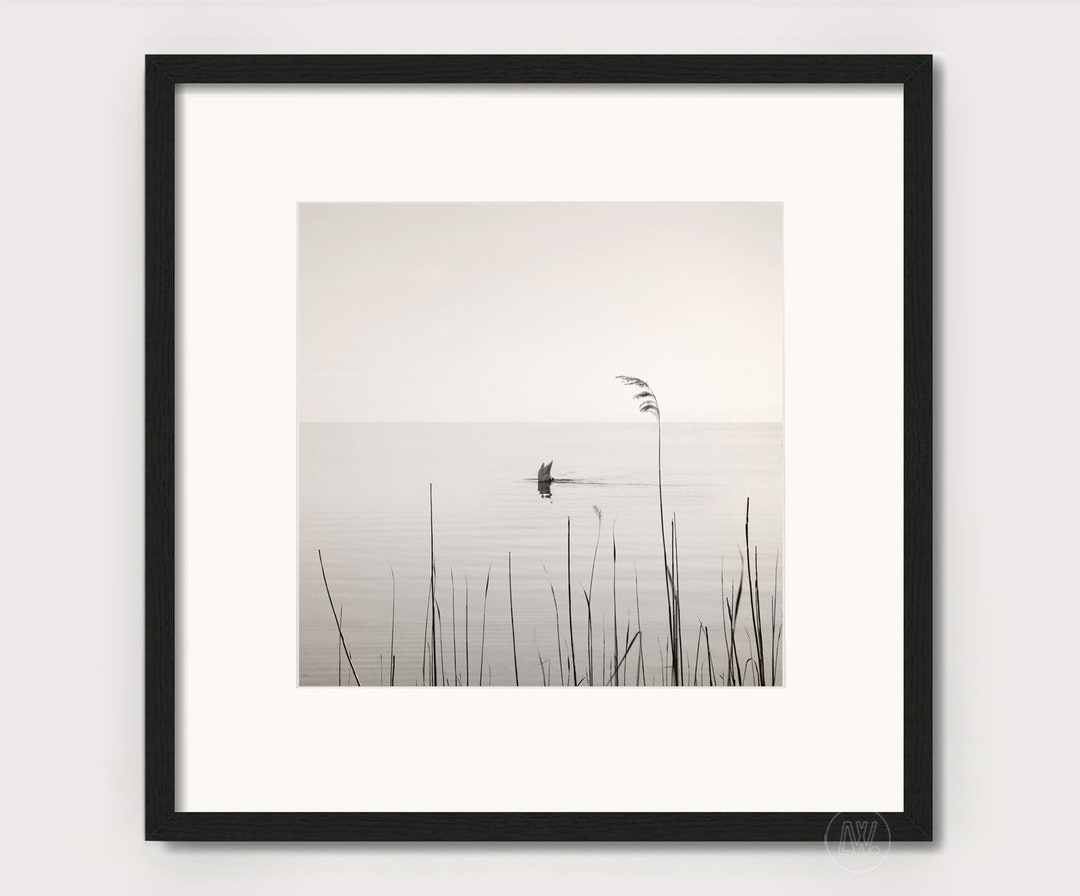 Art Photography diving Swan Photo Print Unframed or Canvas Print ...