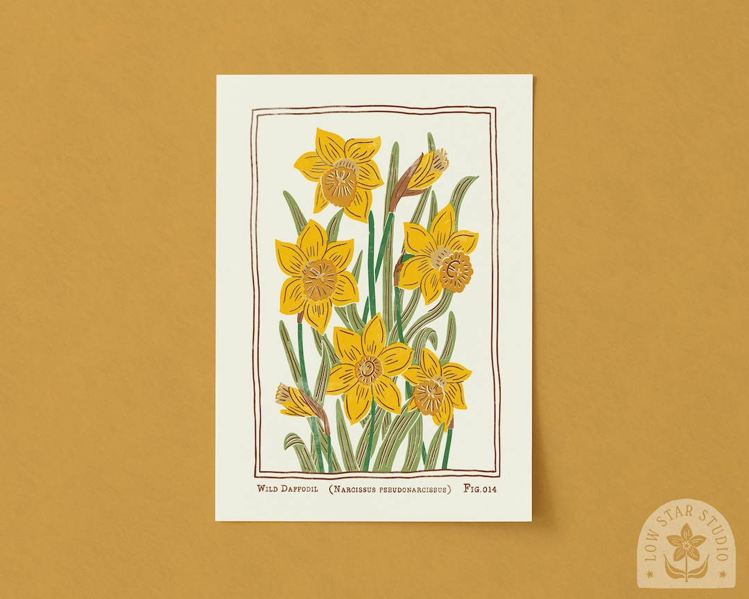 Wild Daffodil Art Print: Vintage Style Botanical Illustration - Etsy Canada
