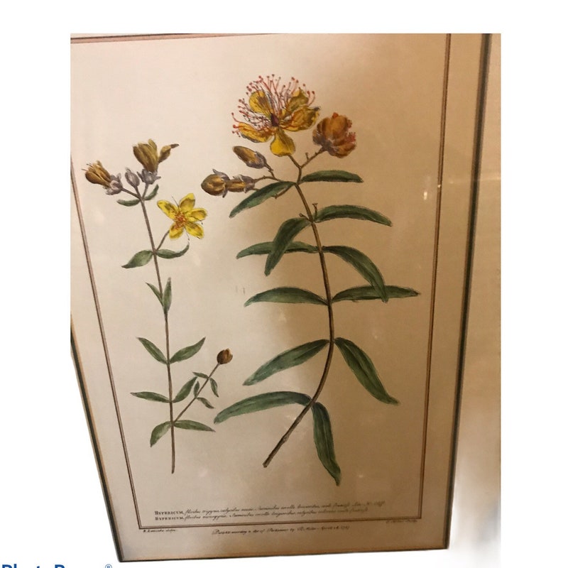Philip Miller Botanical - Etsy