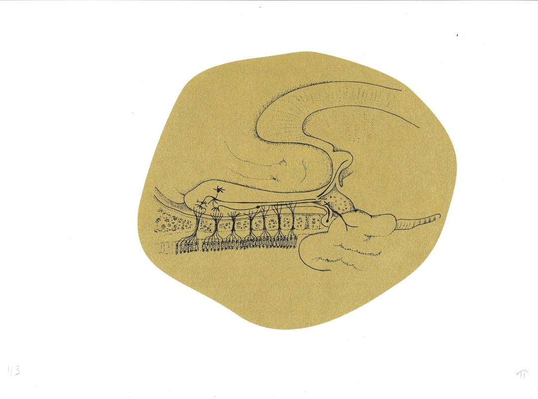 Olfaction Olfactory Poster Wall Decoration Body Feminist Art Biology ...