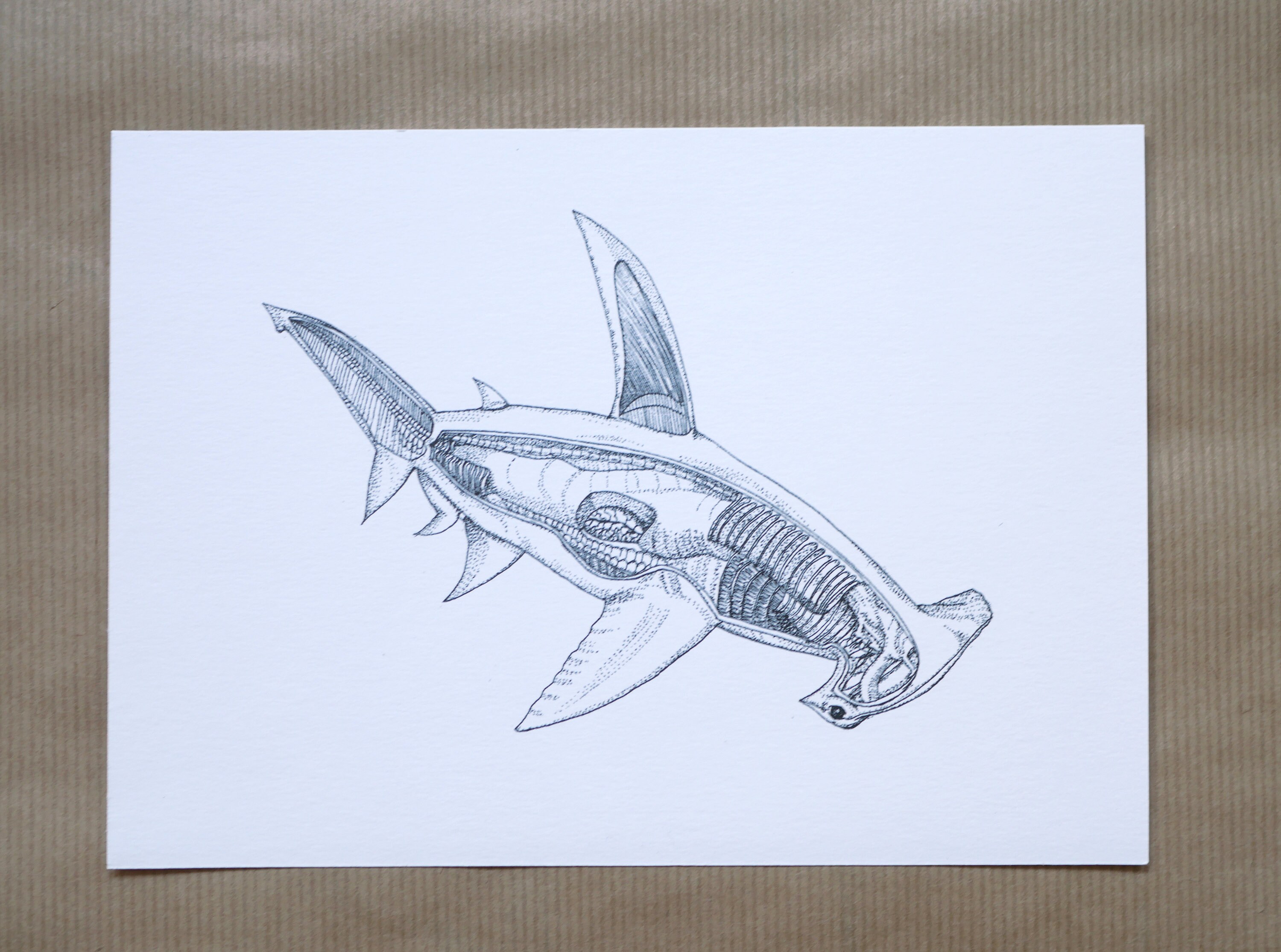 Isography Marine Animal Anatomy Insect Poster Anatomy Art Wall ...