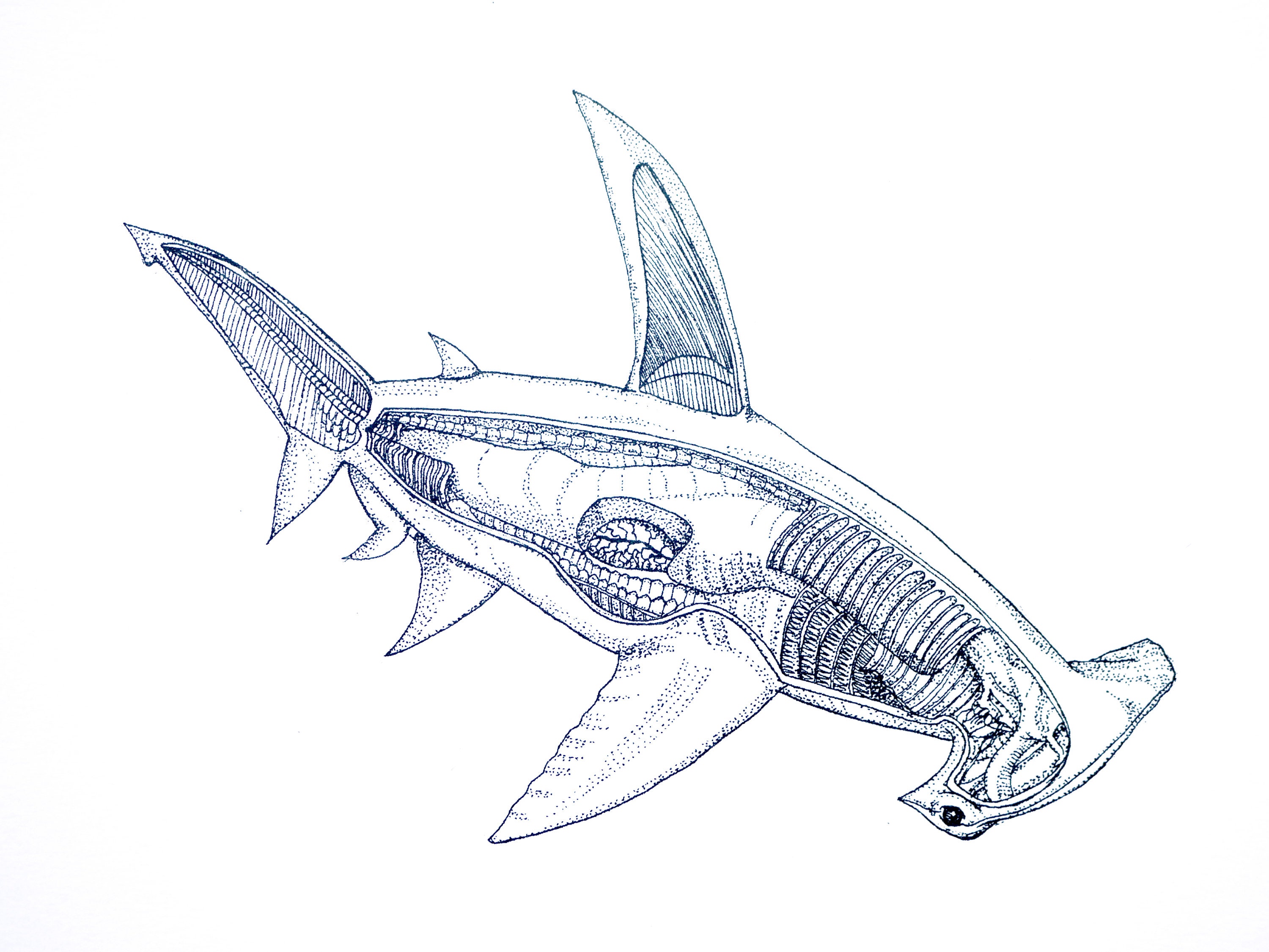 Isography Marine Animal Anatomy Insect Poster Anatomy Art Wall ...