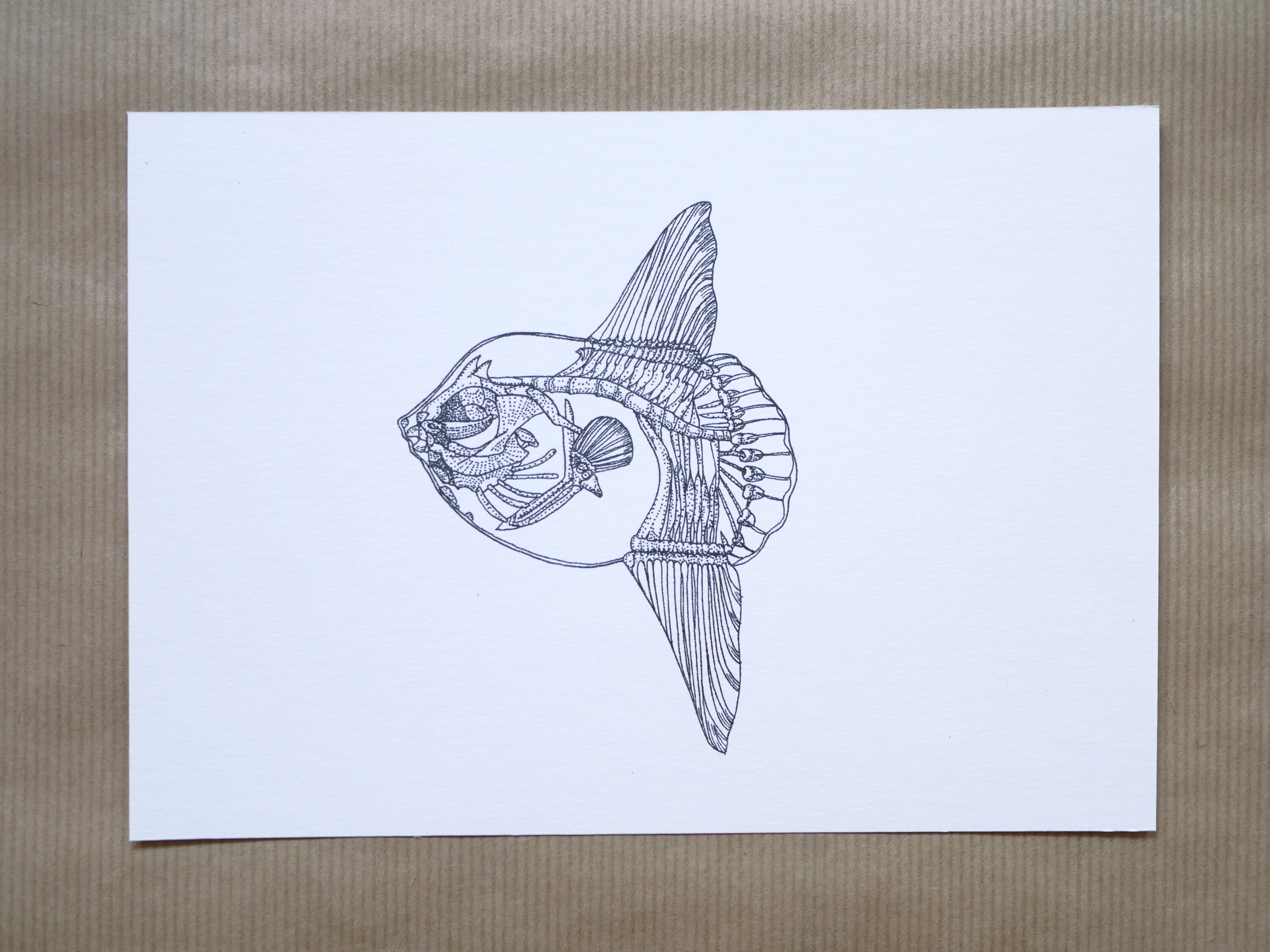 Isography Marine Animal Anatomy Insect Poster Anatomy Art Wall ...