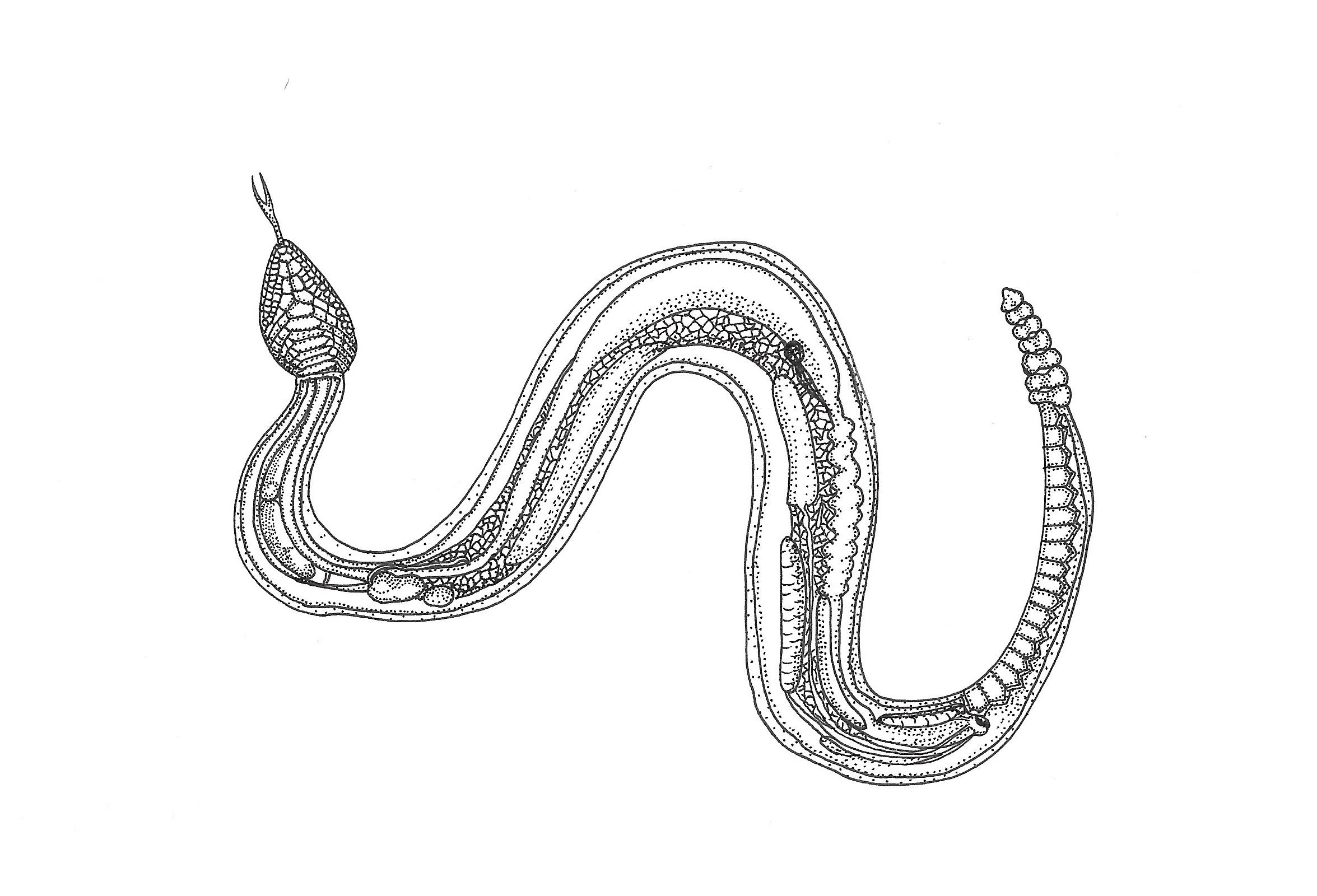 Isography Marine Animal Anatomy Insect Poster Anatomy Art Wall ...