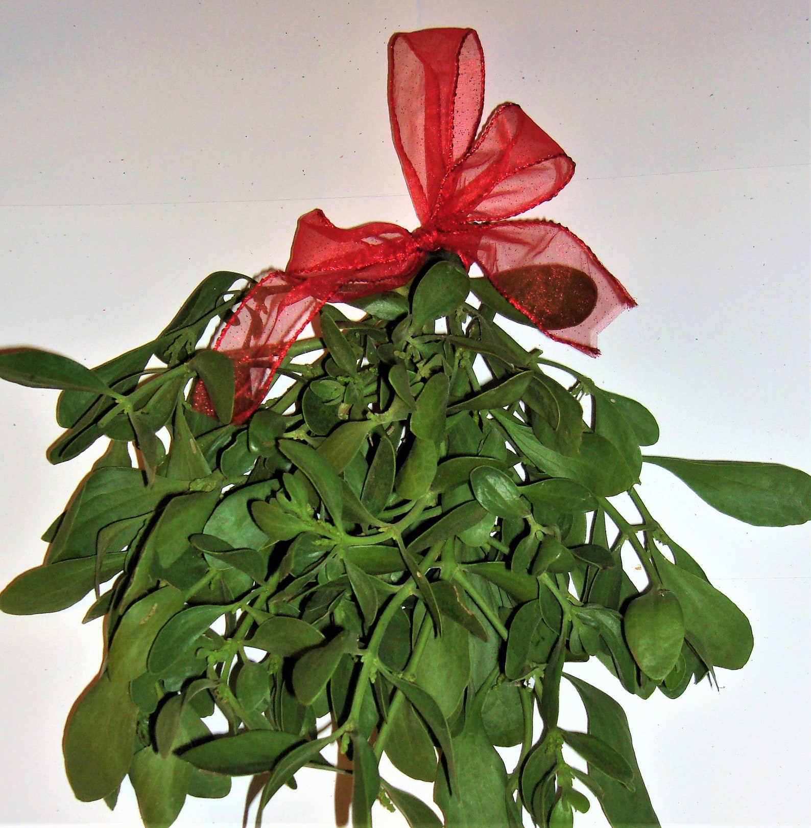 Mistletoe 1 Extra Large Bundle With Hanging Ribbon 10 to | Etsy