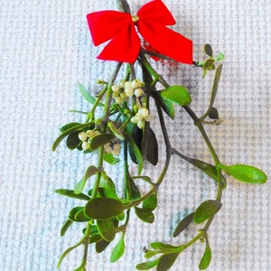 Mistletoe 6 Small Bundles 5 to 7 Inches Fresh, Real, All Natural - Etsy