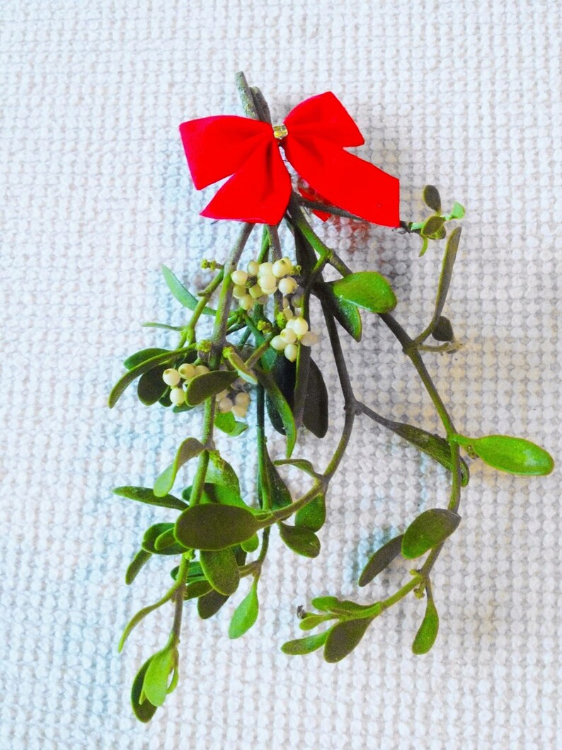 Mistletoe 6 Small Bundles 5 to 7 Inches Fresh Real All - Etsy
