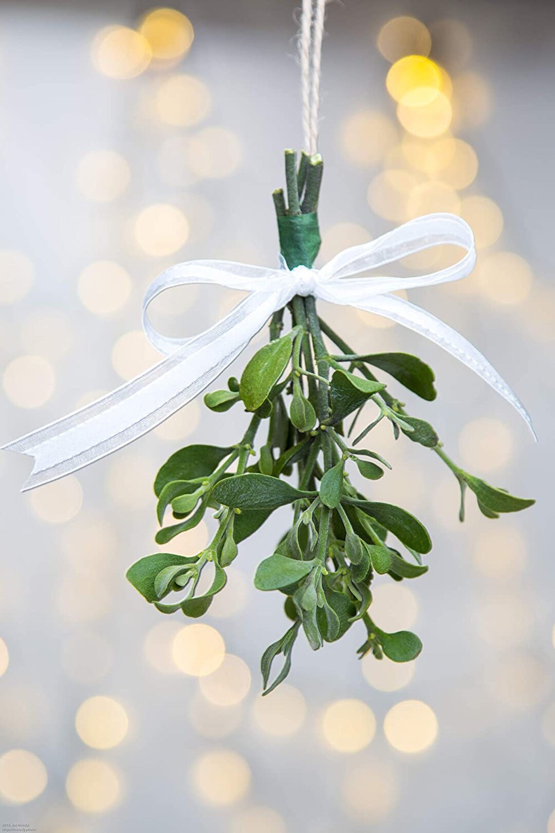 Mistletoe Real Fresh Cut With White Hanging Ribbon Small - Etsy