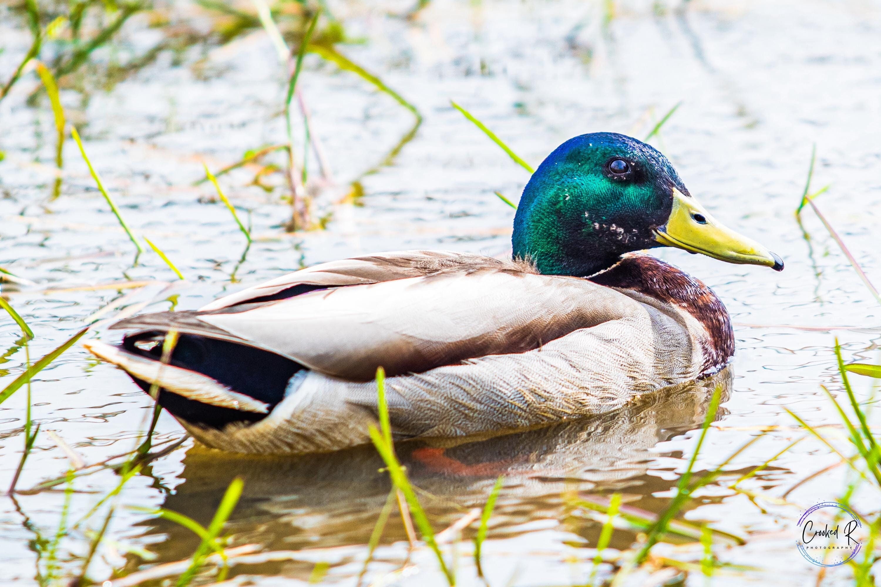 Fine Art Mallard Duck Print, Wall Art, Nature Wildlife Duck Bird, Fine ...