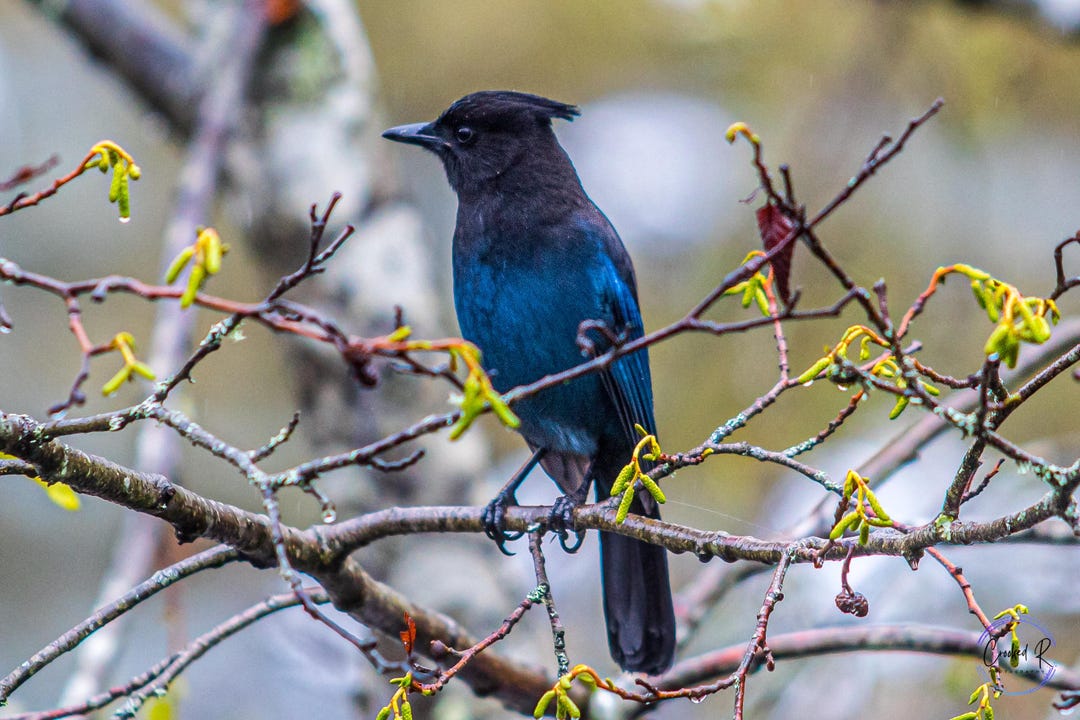 Fine Art Alaska Bluebird Print, Wall Art, Nature Wildlife Mountain Bird ...