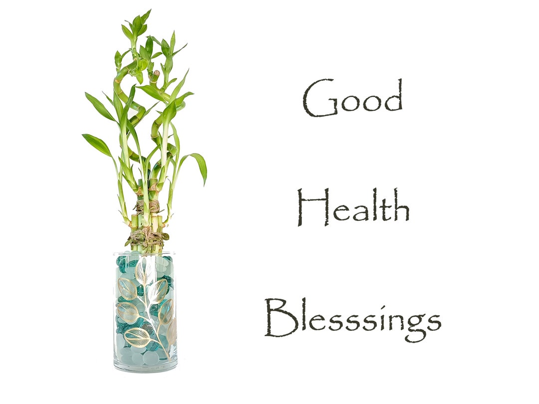 Good Health Blessings!!! 7 Stalks Lucky Bamboo in Door Plants in a ...