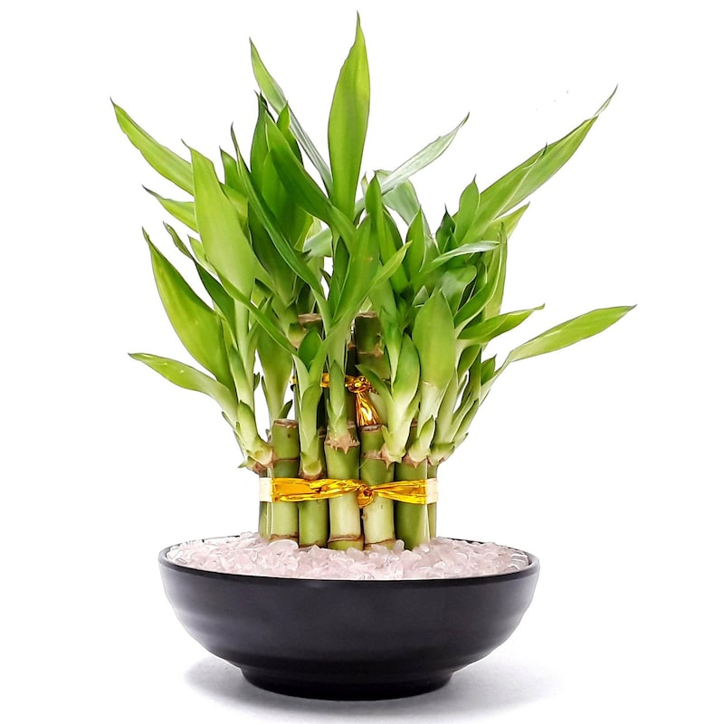 Bamboo Houses Plant - Etsy