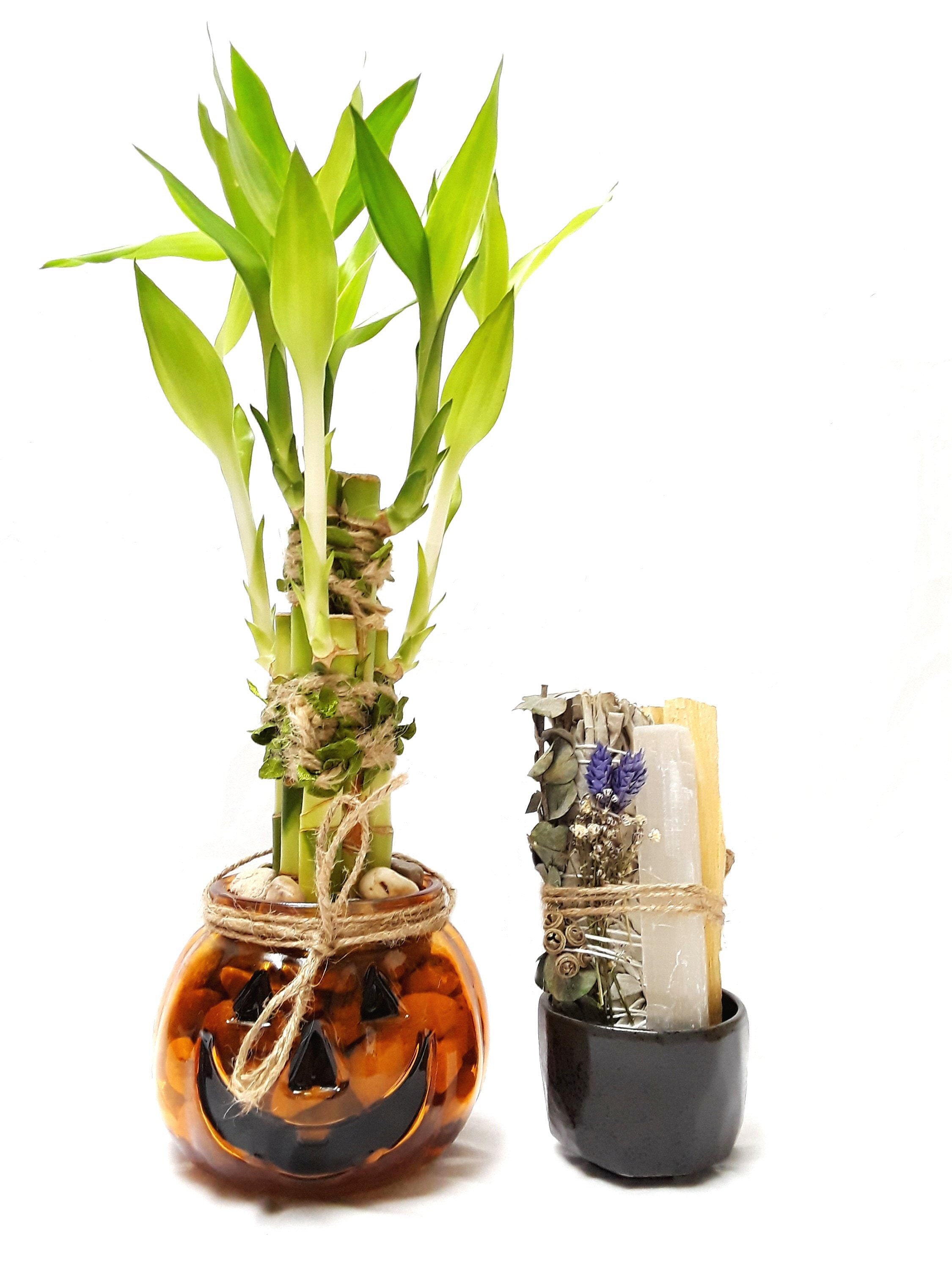 Lucky Bamboo Plants Gift in a Halloween pumpkin glass vase. 7 | Etsy
