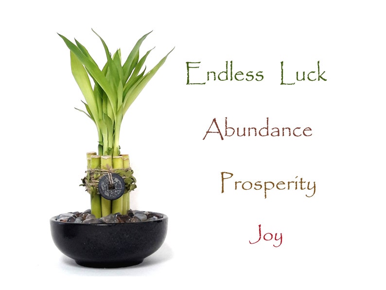 Endless Luck 9 Stalks Lucky Bamboo Gift Set With Crystal Vase - Etsy