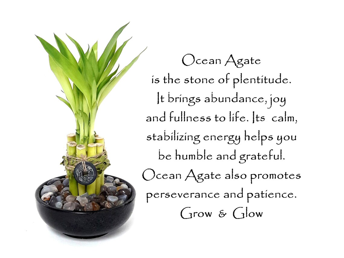 Endless Luck 9 stalks Lucky bamboo gift set with Crystal vase | Etsy