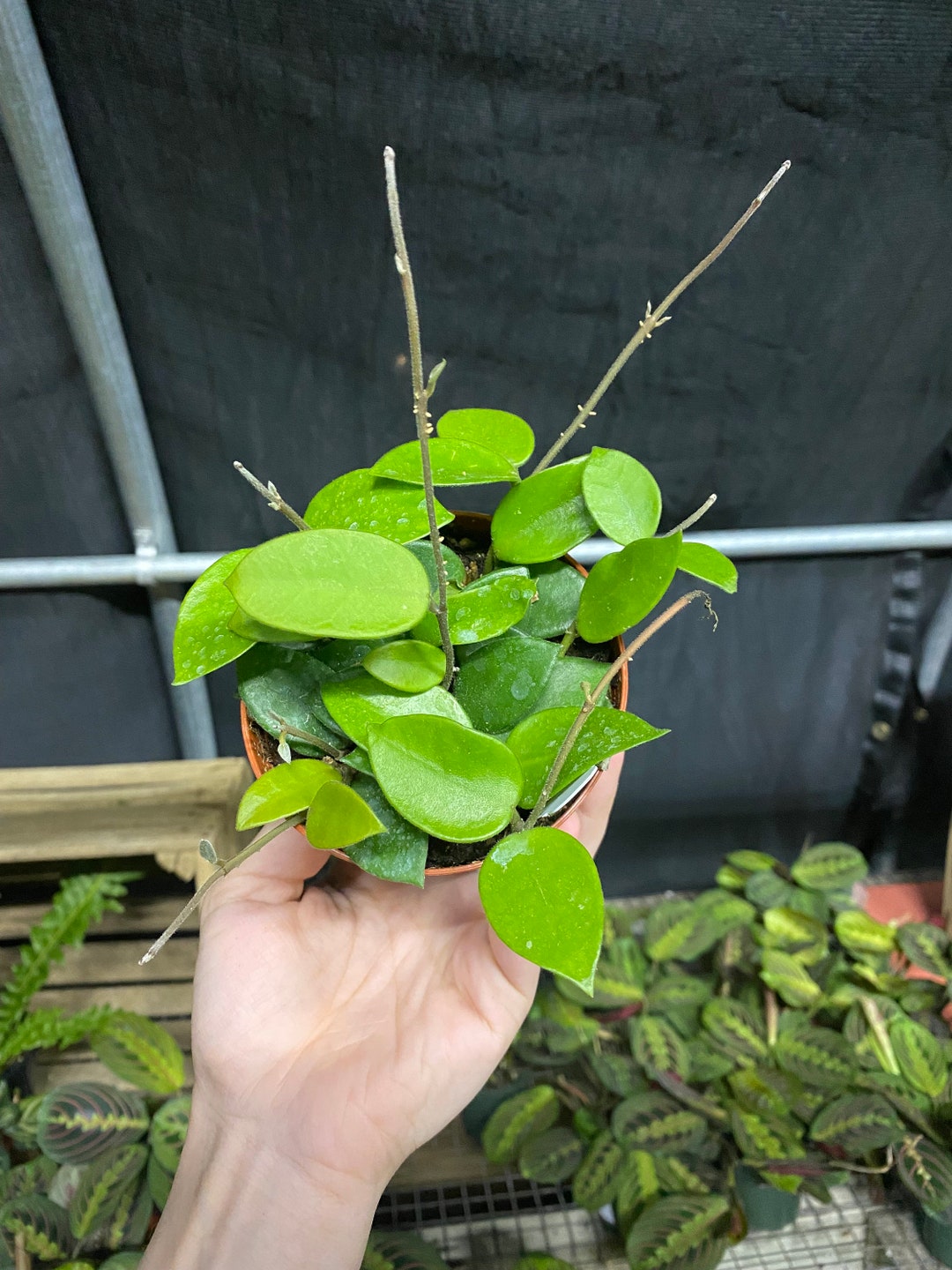 Hoya Chouke 4” Potted Plant - Etsy