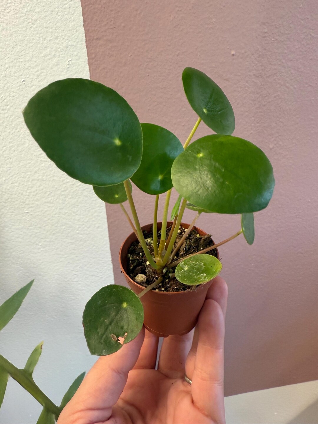 Pilea- Friendship Plant-ufo Plant, Small 2” Potted Starter Plant - Etsy