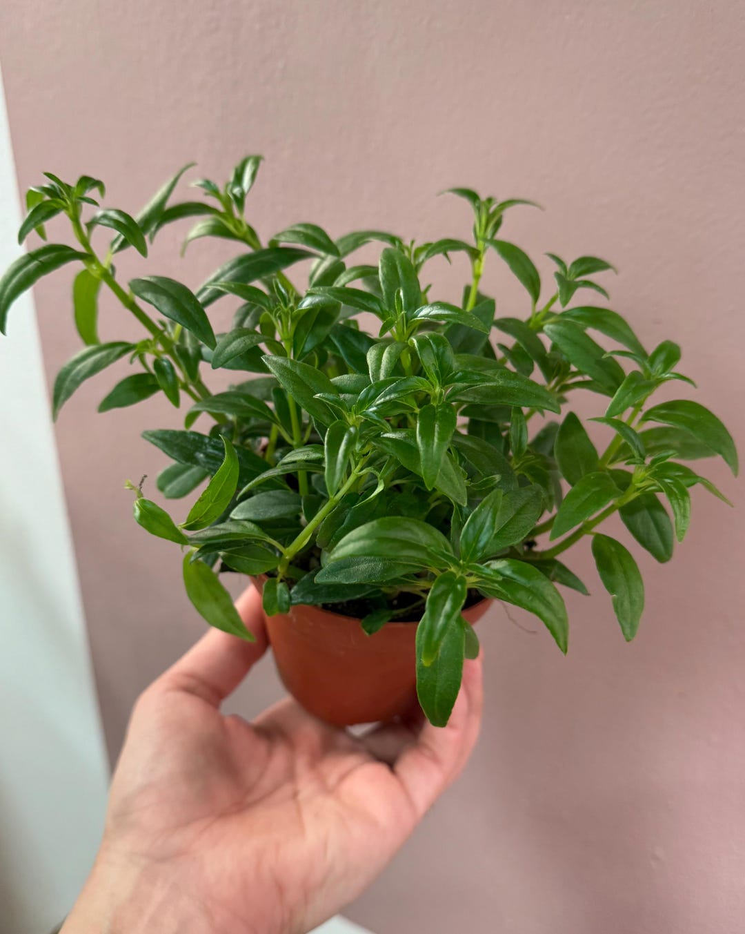 Columnea Hirta. Goldfish Plant “flying Goldfish Plant”, 4” Potted Plant ...