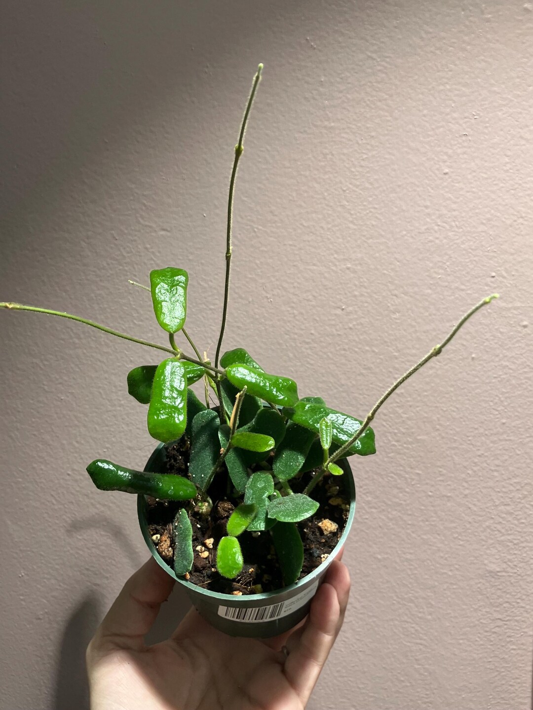 Hoya Rotundiflora 4” Plant - Etsy