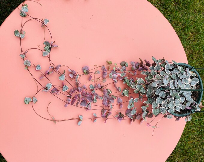 Variegated String of Hearts 6 - Etsy