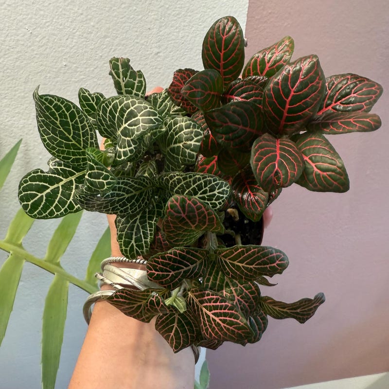 Fittonia - Etsy