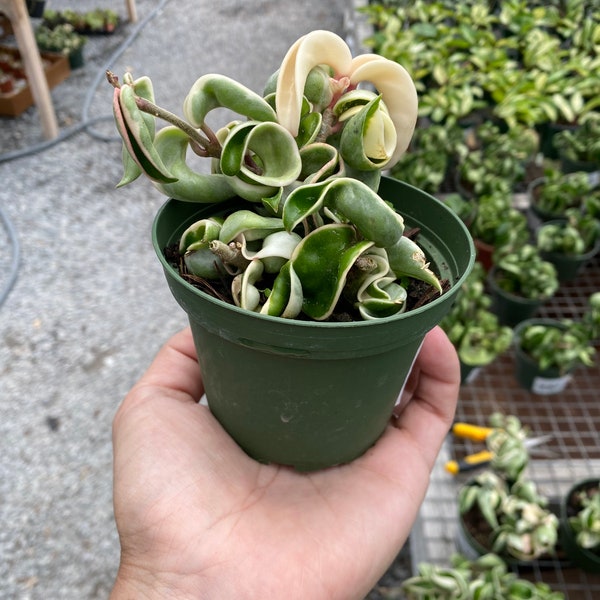 Variegated Hindu Rope Hoya - Etsy