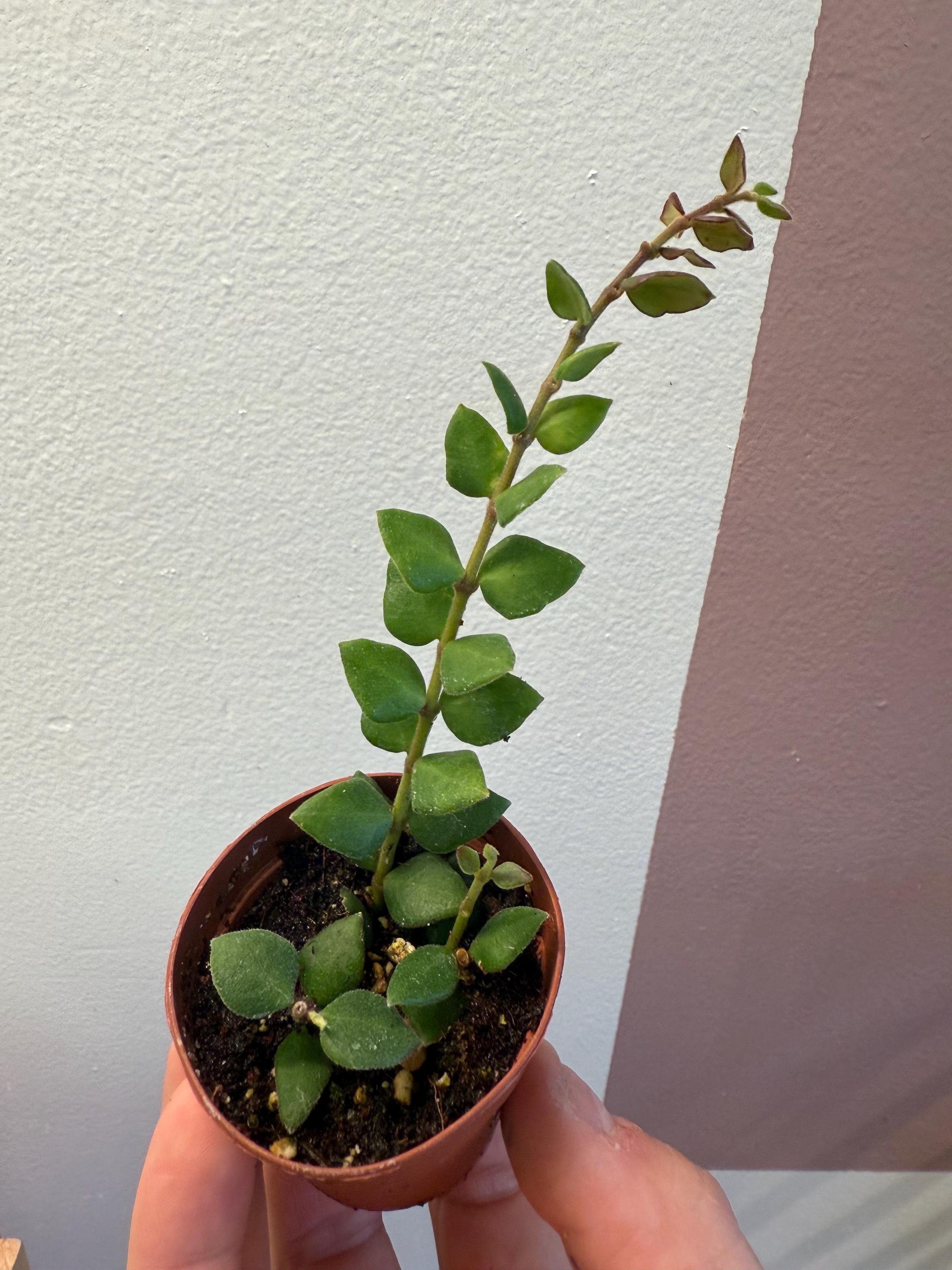 Hoya Chinghungensis 2” Potted Plant, Uncommon Hoya - Etsy
