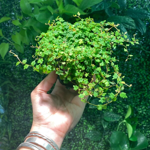 String of Frogs - Etsy