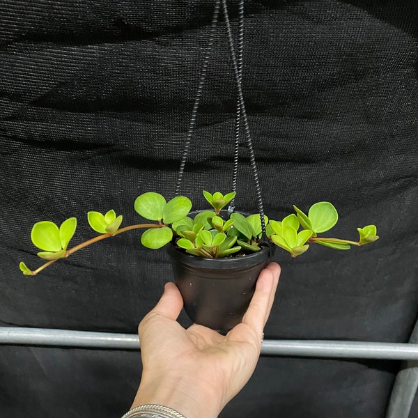 Peperomia Hope Plant - Etsy