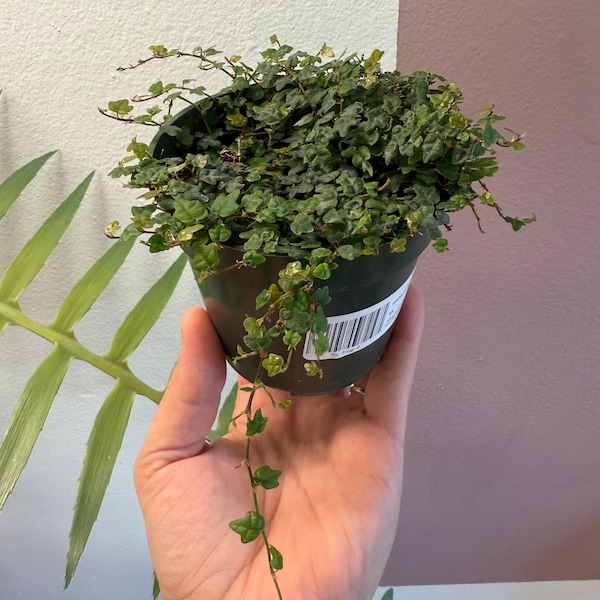 String of Frogs - Etsy