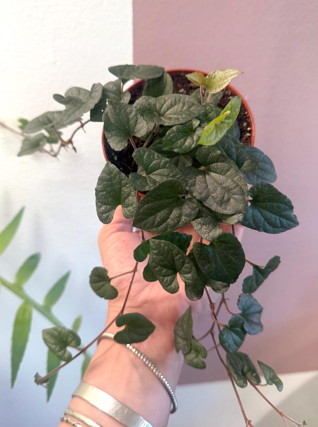 Piper Silver Flecks 4” Potted Plant - Etsy