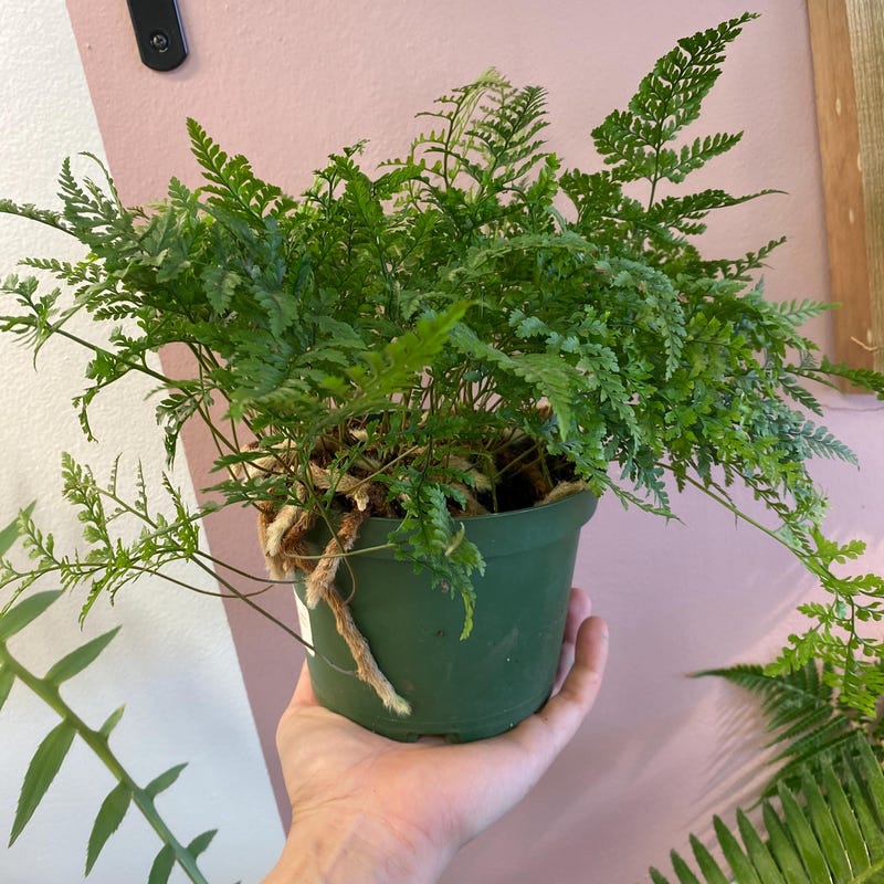 Rabbit Foot Fern - Etsy