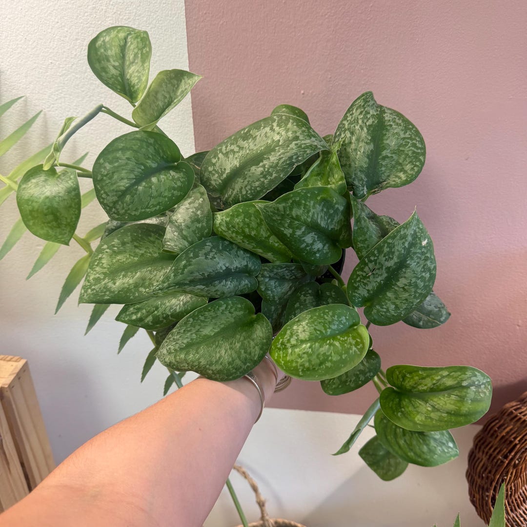 Scindapsus Silver Splash 6" Potted Plant - Etsy