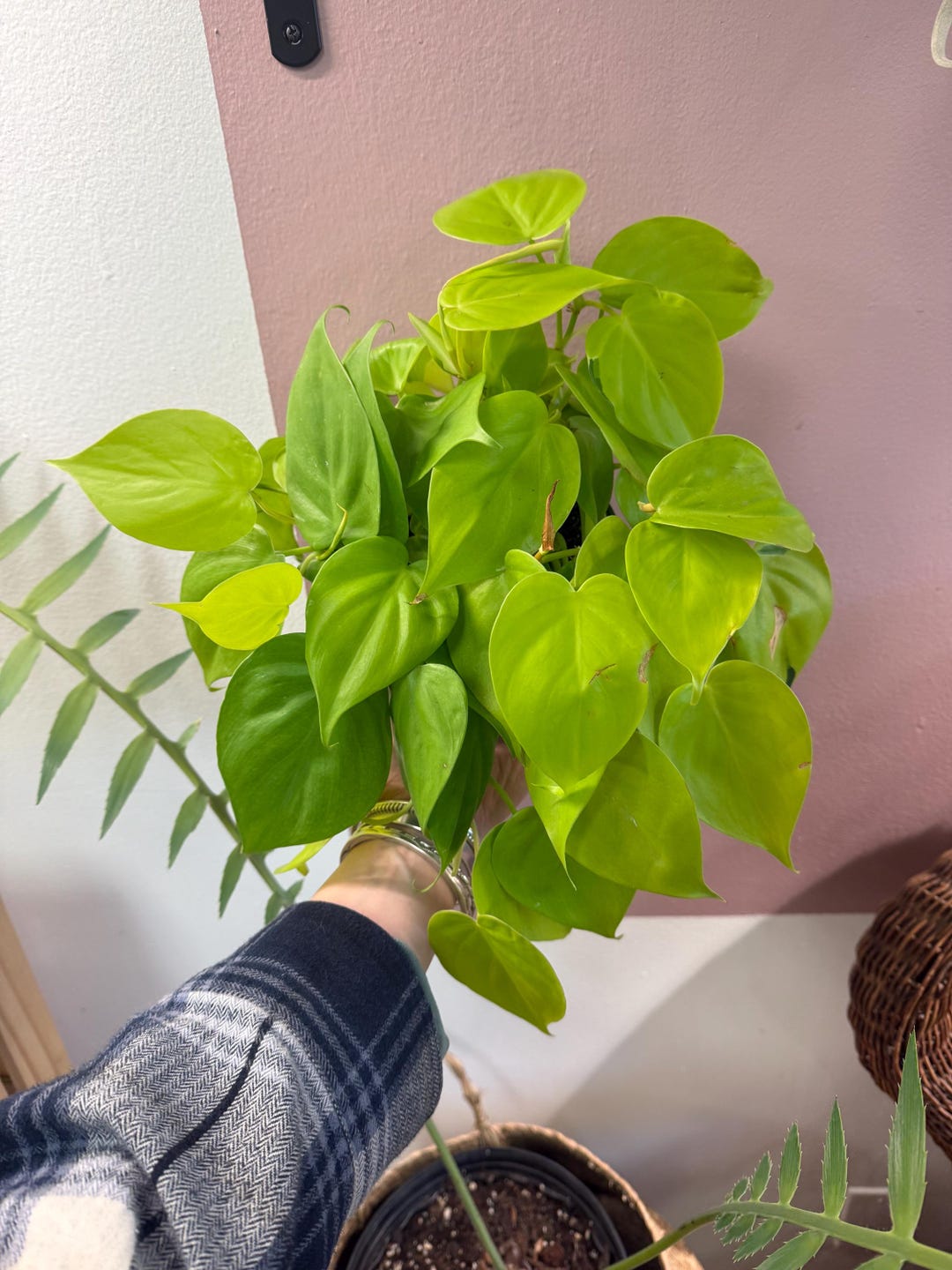 Lemon Lime Philodendron Cordatum, Heart Leaf Philo 6” Potted Plant - Etsy