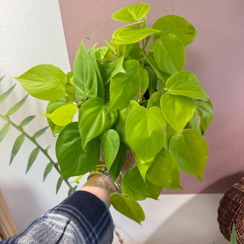 Cebu Blue Pothos - Etsy