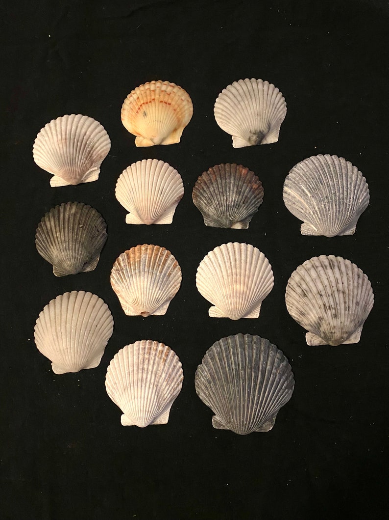 Recycled Scallop Seashells Individual and Unique From Gulf Coast - Etsy