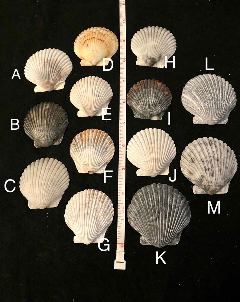 Recycled Scallop Seashells Individual and Unique From Gulf Coast - Etsy