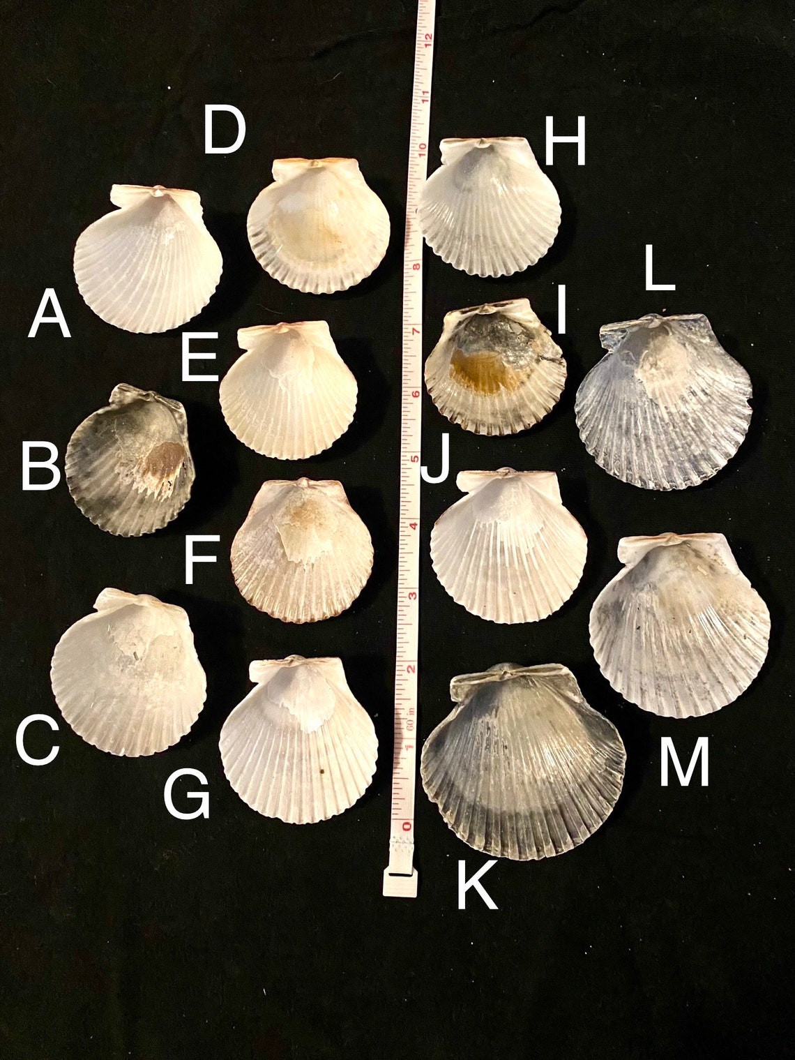 Recycled Scallop Seashells Individual and Unique From Gulf Coast - Etsy