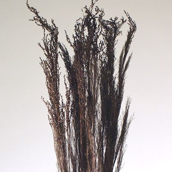 Dried Reeds - Etsy
