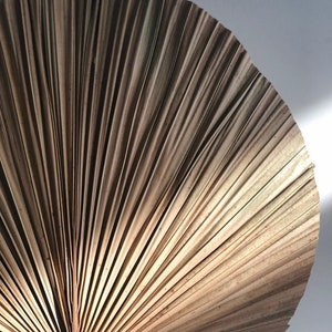 Large Anahaw Natural Stem 1.5ft | Natural Anahaw | Natural Palm Spears ...