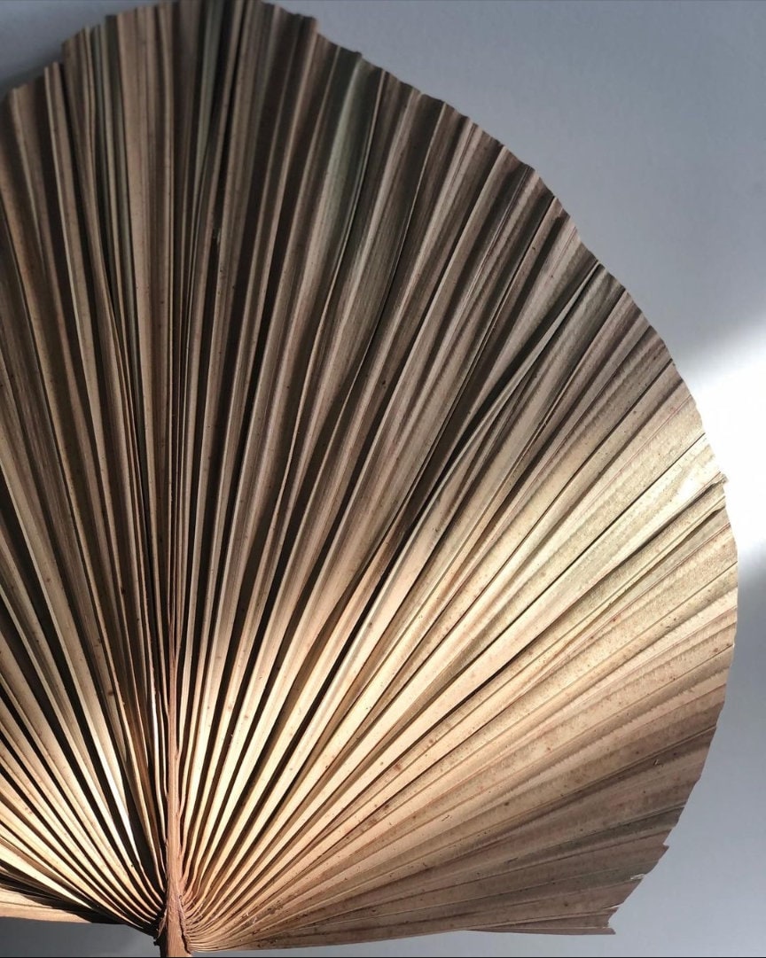 Large Anahaw Natural Stem 1.5ft Natural Anahaw Natural - Etsy Canada